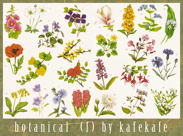Flowers, Botanical - 1 by kafekafe on DeviantArt
