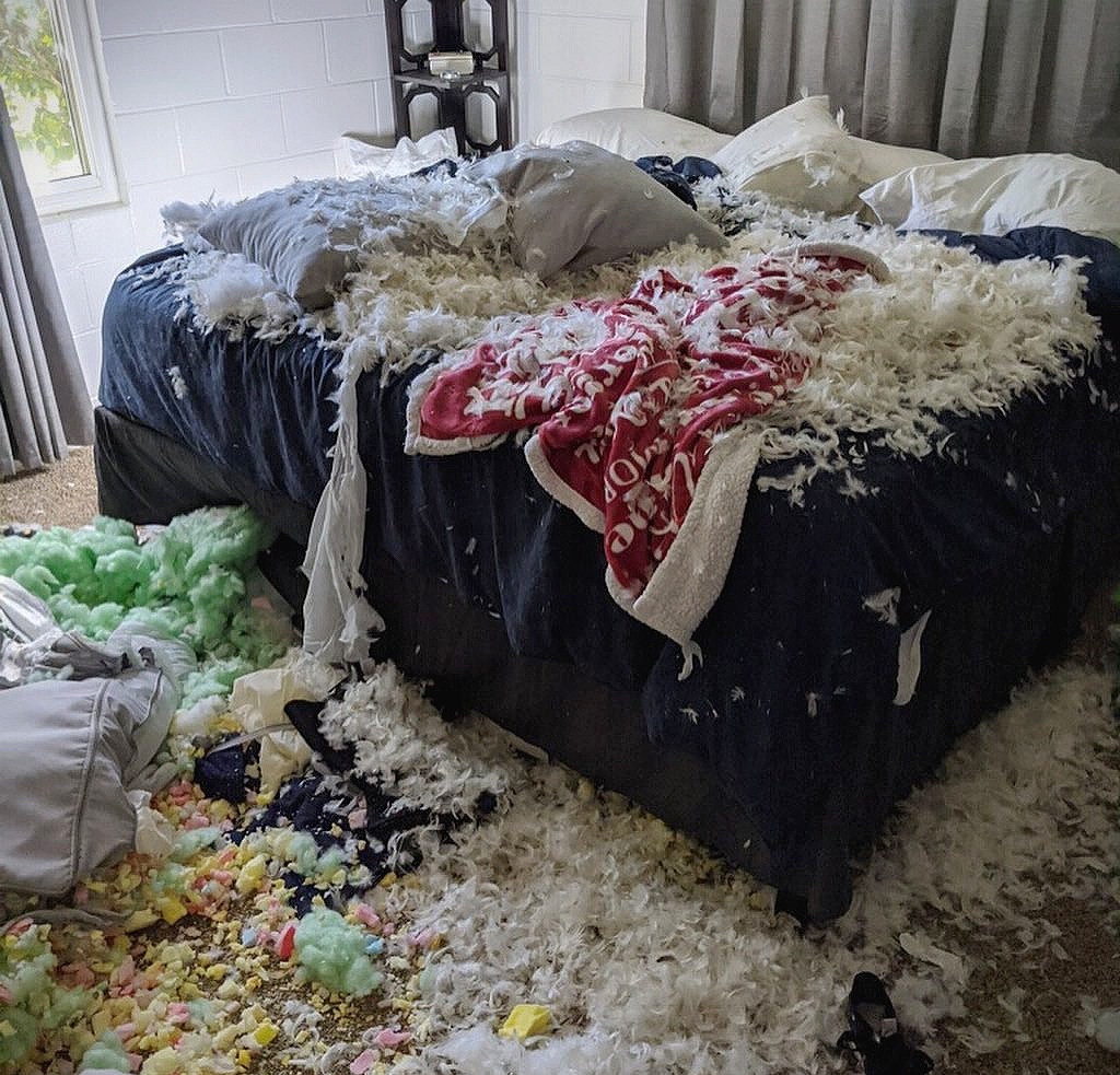 Fun pillow destruction story pt 1 by Deenug on DeviantArt