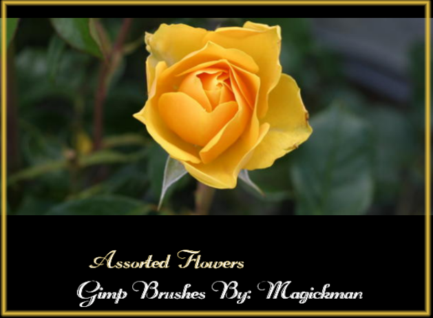 Flowers gimp brushes by blueeyedmagickman on DeviantArt