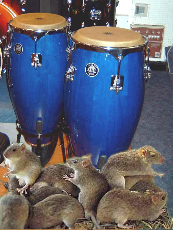 The Tale of the Congo Rats by SentencedXIII on DeviantArt