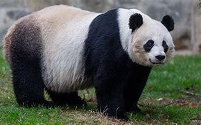 [PDF] Absolute Panda-monium (Panda TF/WG/MC/ID) by xXCamTheTFMakerXx on DeviantArt