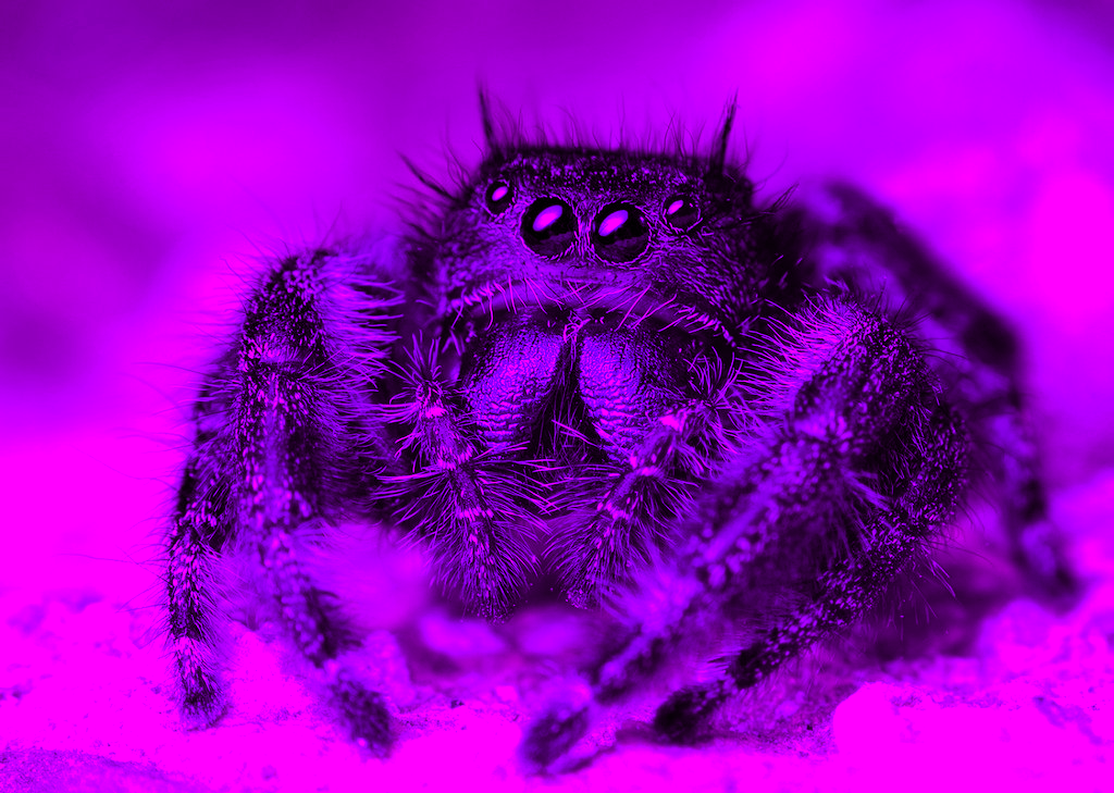 Tarantula Wallpaper