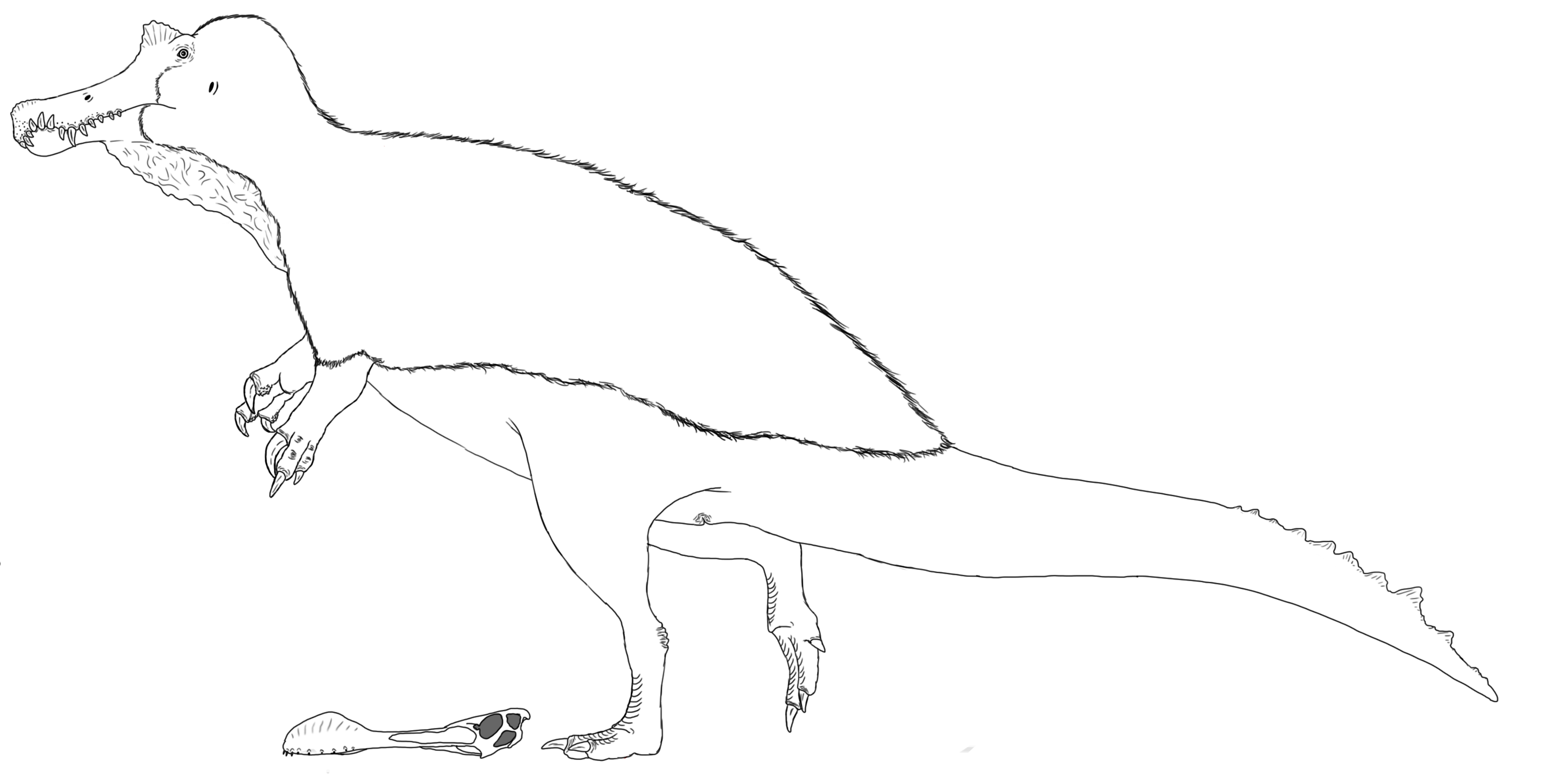Angaturama/Irritator by KaprosuchusDragon on DeviantArt