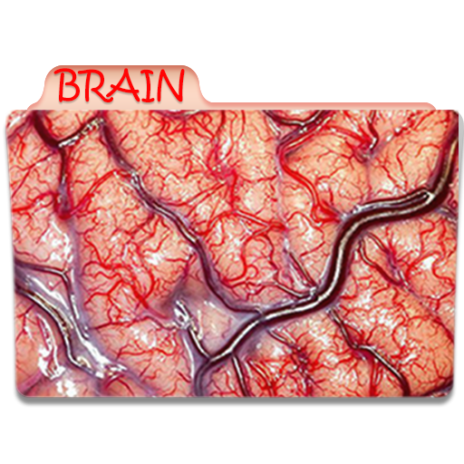 Brain Folder Icon by subramaniankarthik05 on DeviantArt