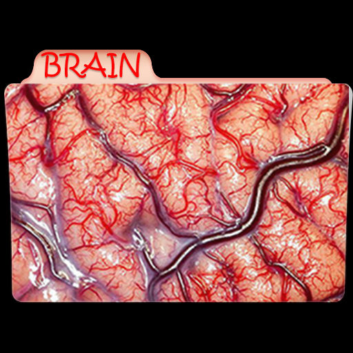 Brain Folder Icon by subramaniankarthik05 on DeviantArt