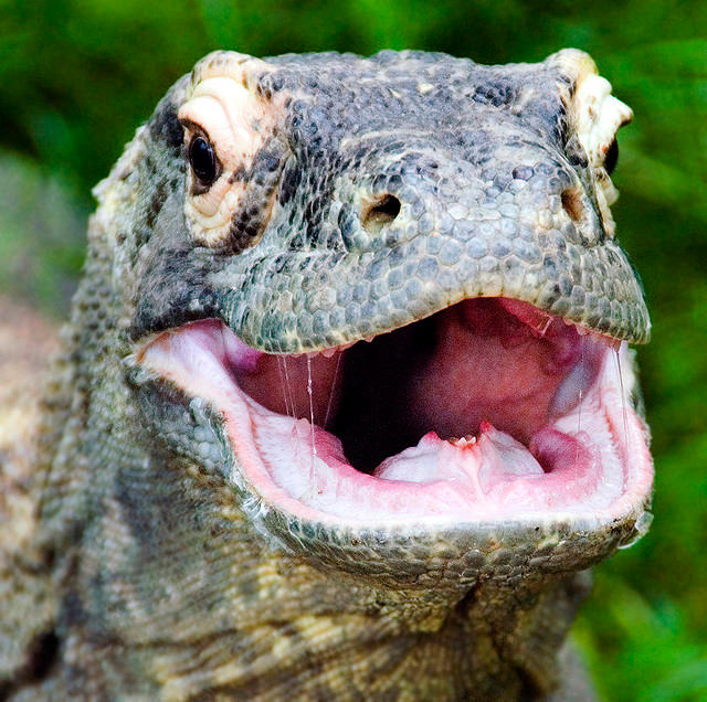 Reptilia Squad characters by Swordsdragon on DeviantArt