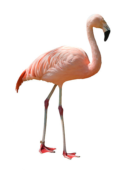 Flamingo Walking by autumleves on DeviantArt