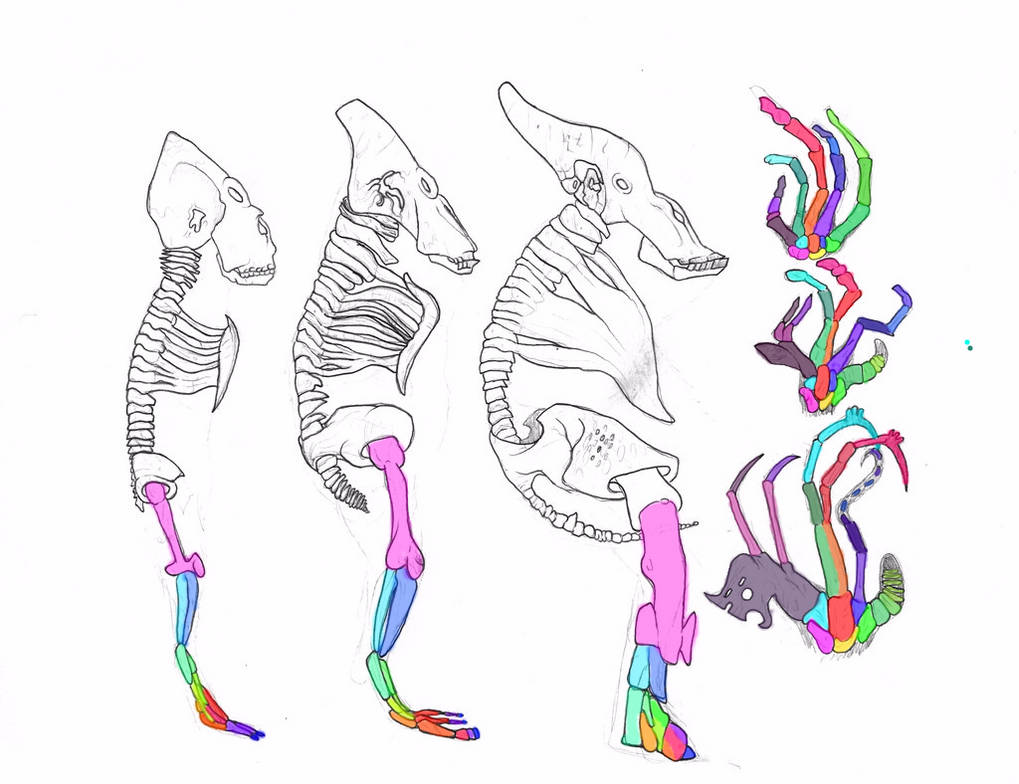 Post Human Skeletons (Color Coded) by InkGink on DeviantArt