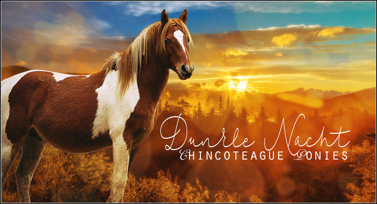 Chincoteague Full Size by Beetlebug16 on DeviantArt