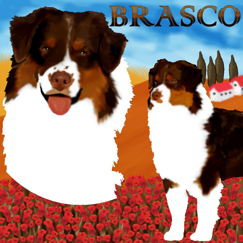 Brasco Gift by AustralianShepKennel on DeviantArt