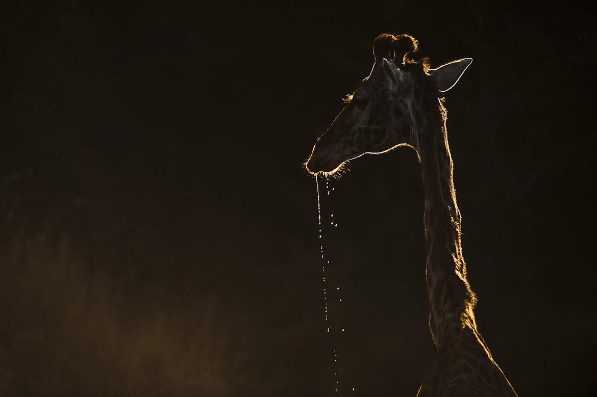 DOWNLOAD Giraffes by StephaniaArts on DeviantArt