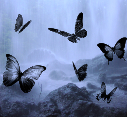 Butterflies I by SeraphimStock on DeviantArt