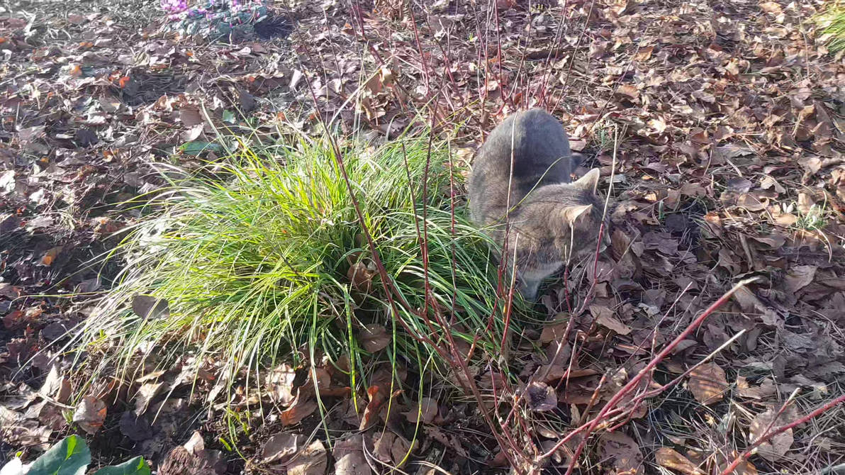 This bush looks delicious! by CatonaBlade on DeviantArt
