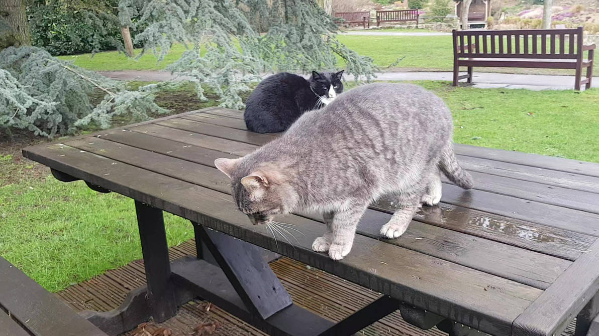 Let's do nothing today by CatonaBlade on DeviantArt