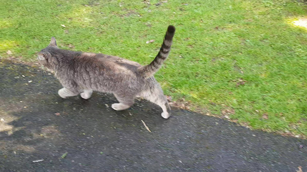 A short stroll with Ziggy (video) by CatonaBlade on DeviantArt