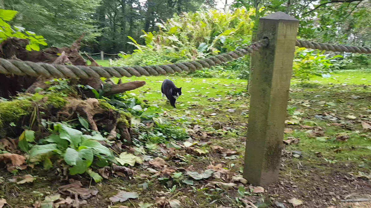 Human! Where are you?..Oh there you are! (cat vid) by CatonaBlade on ...