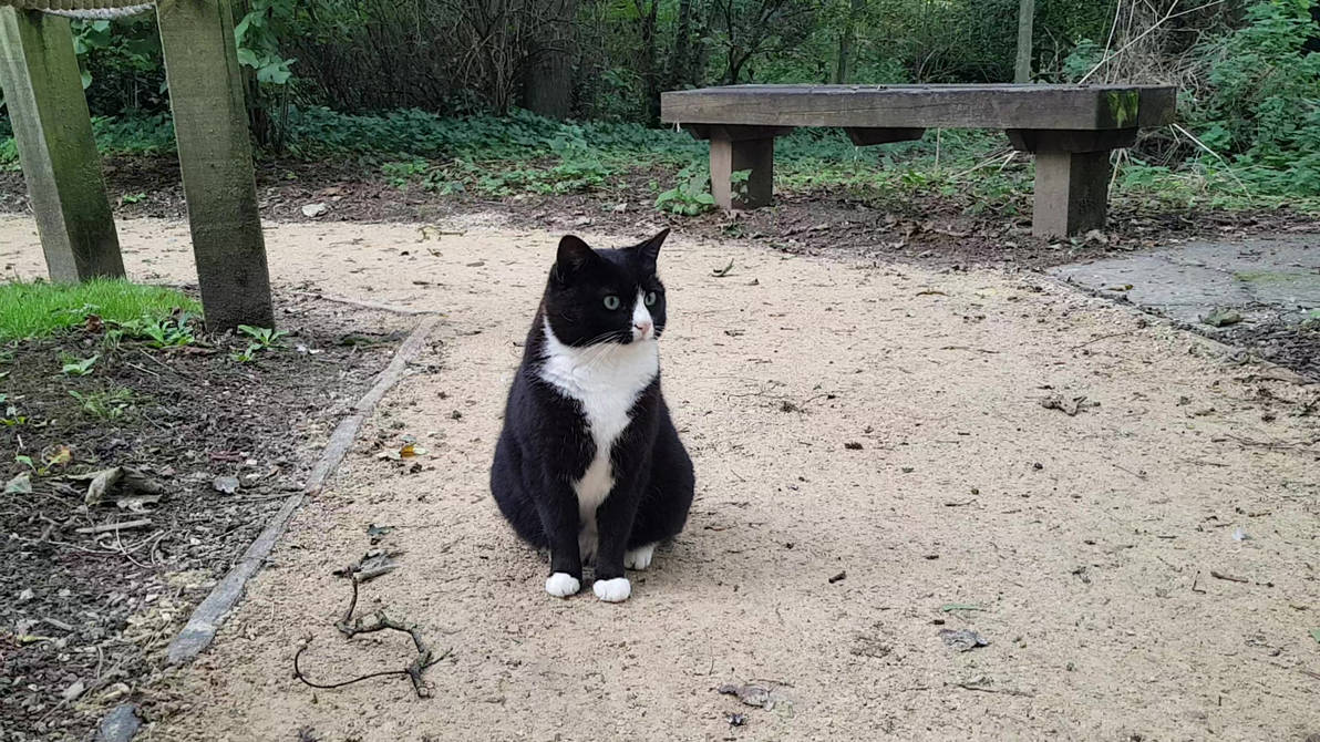 There are lot's of noises in here human (cat vid) by CatonaBlade on ...