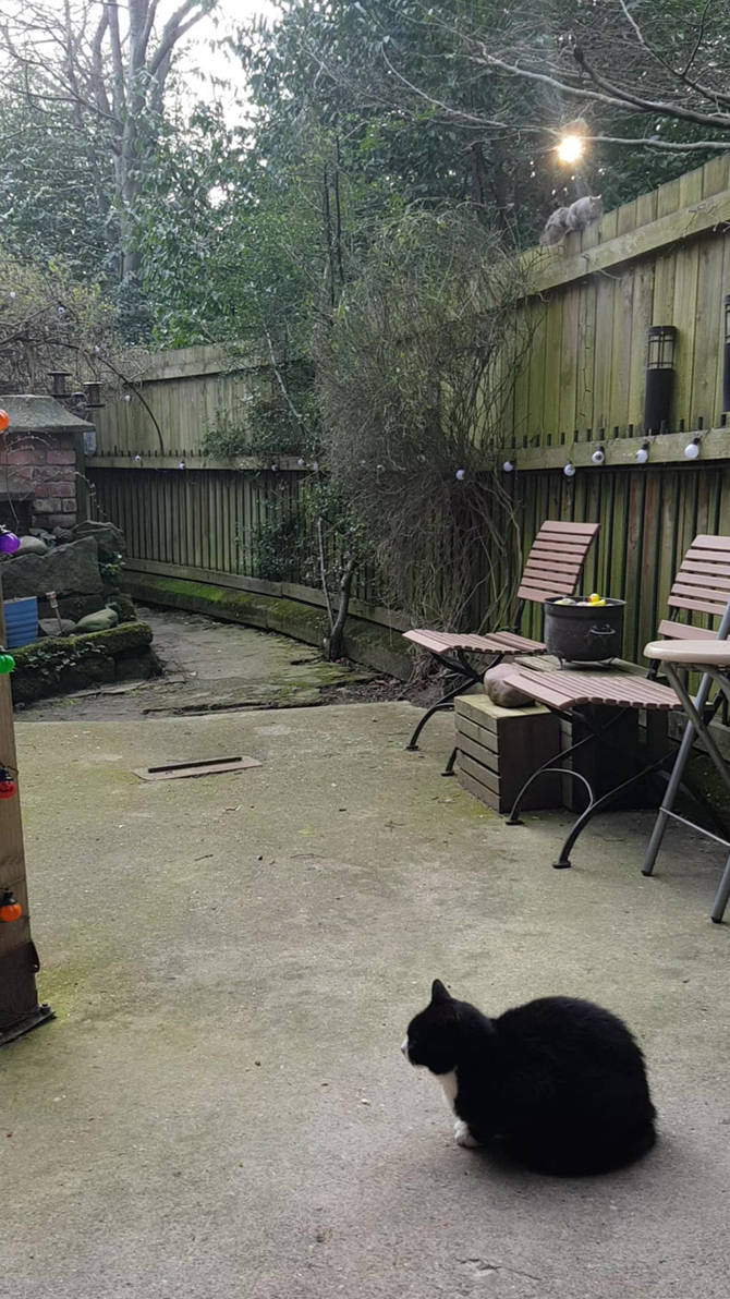 Mission Impossible (cat and squirrel vid) by CatonaBlade on DeviantArt