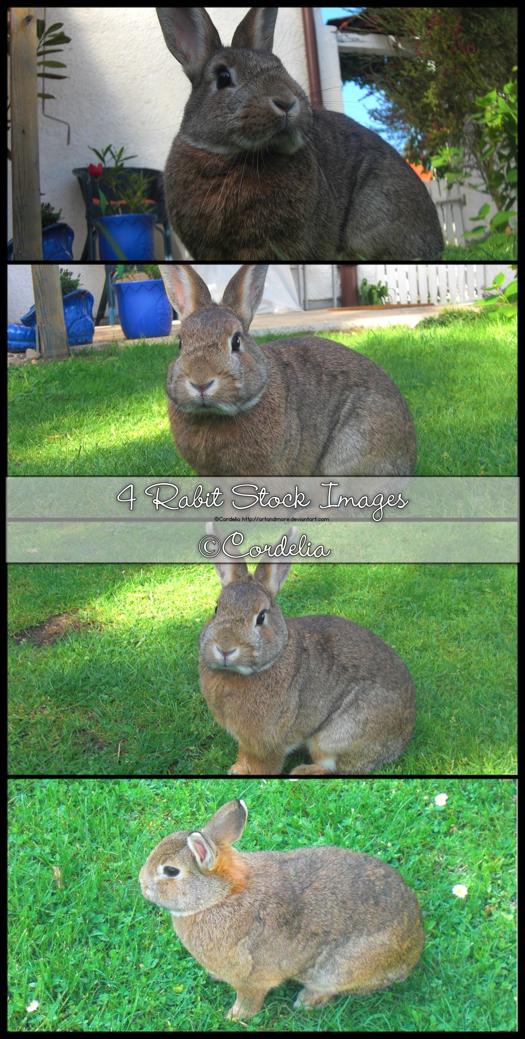 Rabit Stock Images by ArtandMore on DeviantArt