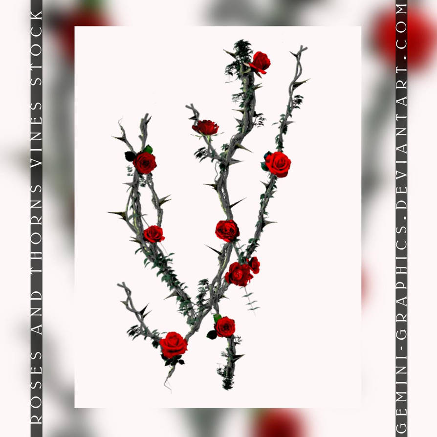 Roses And Thorns Vines by gemini-graphics on DeviantArt