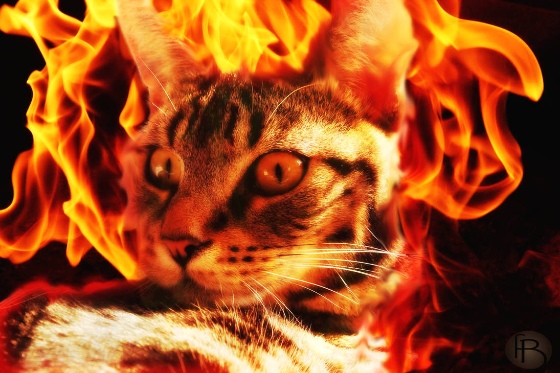 Firecat Tommie.1 by FeliCITY1995 on DeviantArt