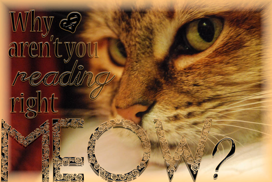 READ Kitty Poster by Fluffitra on DeviantArt