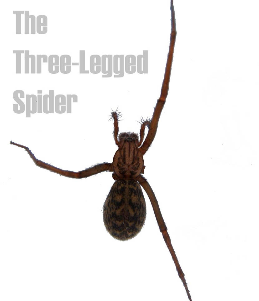 The Three-Legged Spider by frog-rex on DeviantArt