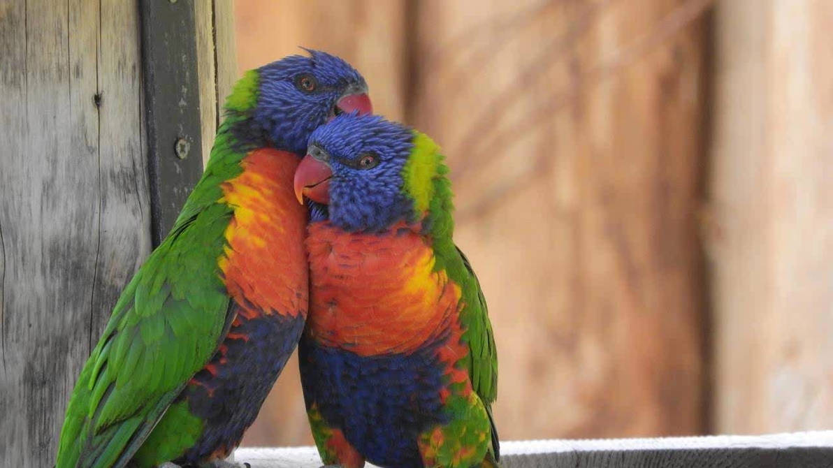 Two Birds - Slideshow for Valentine's day by secemolados on DeviantArt