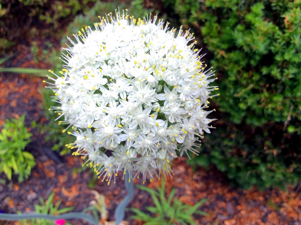 Onion's Flowers by Picsofcoolness on DeviantArt