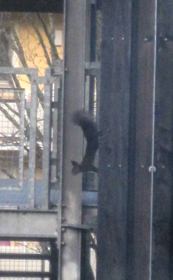 Rodent Yoga pose 1 ~ ''Dawn-greeting Squirrel'' by ThanasiaNightfall on ...
