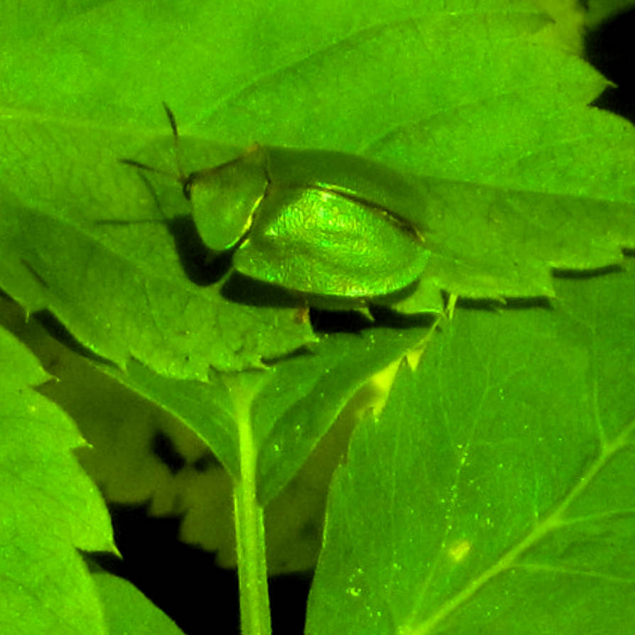 Shiny Texture by ThanasiaNightfall on DeviantArt