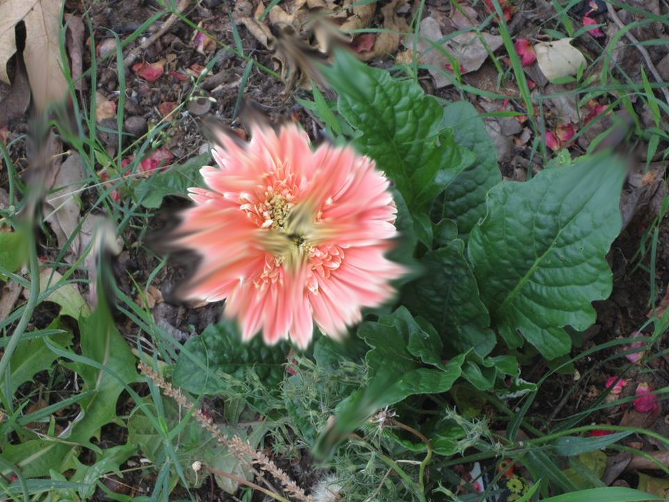 Spring flower fx by JesseDaniel on DeviantArt