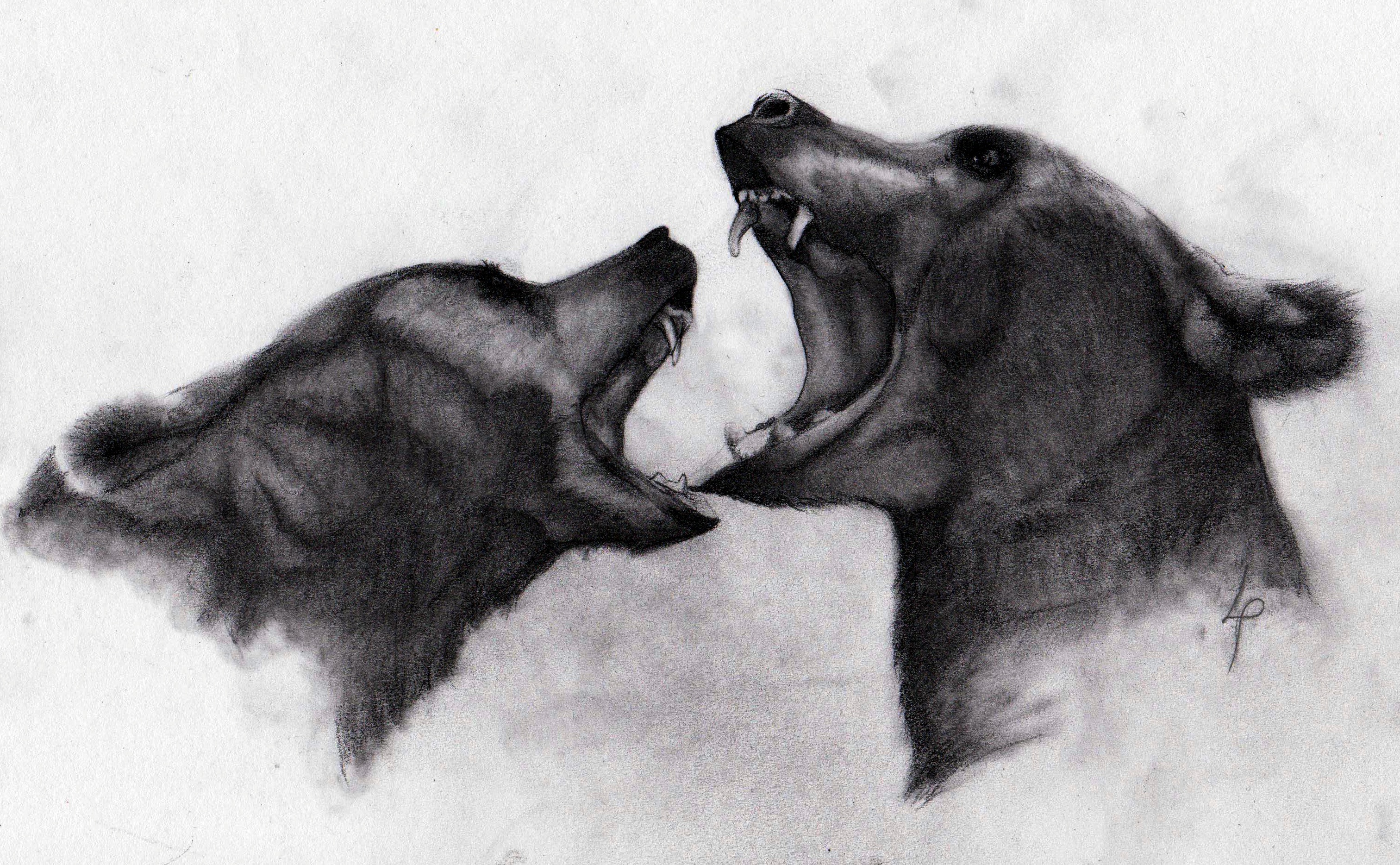 bear by placebodu39 on DeviantArt