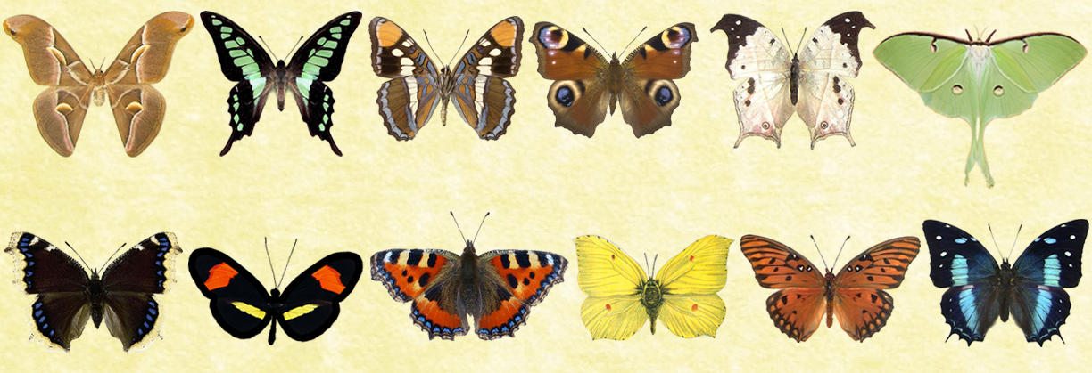 Mac Icons - Butterflies Set 8 by Nastino47 on DeviantArt