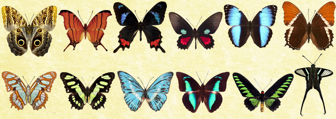 Windows Icons - Butterflies Set 2 by Nastino47 on DeviantArt