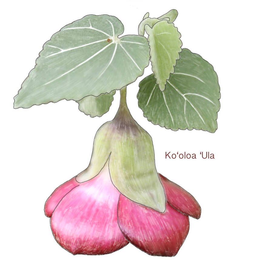 Ko`oloa `ula by backwardsbook on DeviantArt