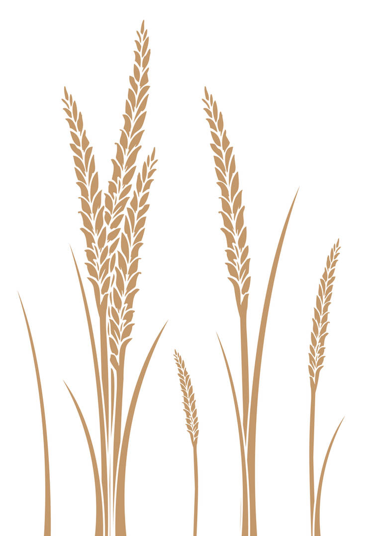 Wheat Vector by StooStock on DeviantArt