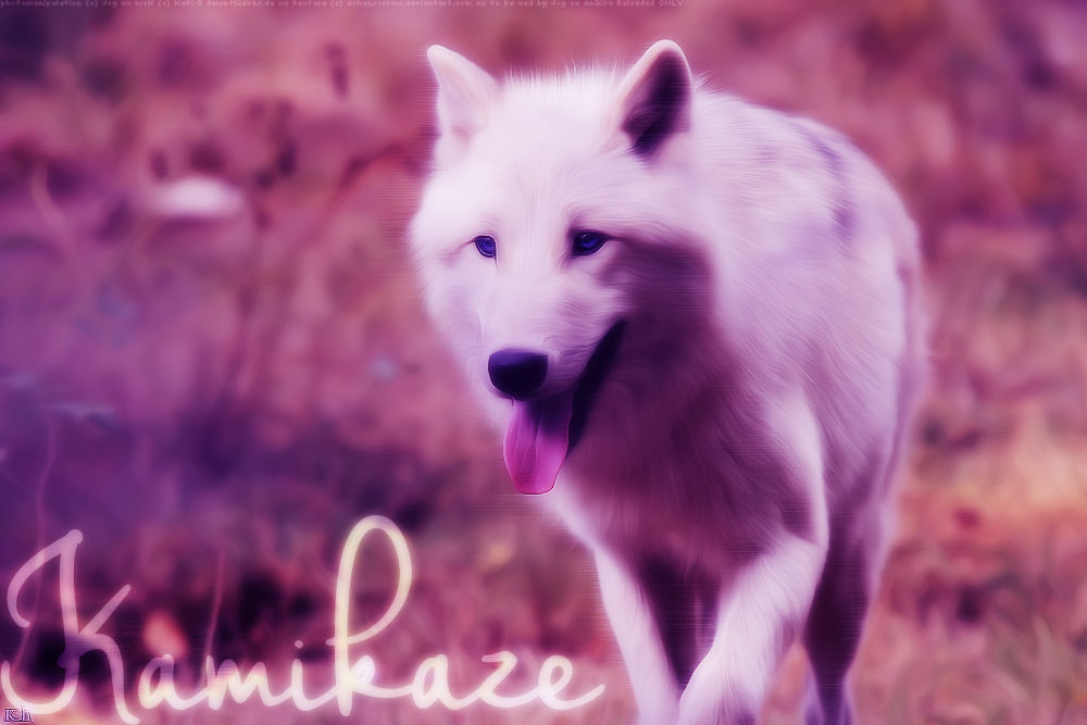 Kamikaze by farothxx on DeviantArt
