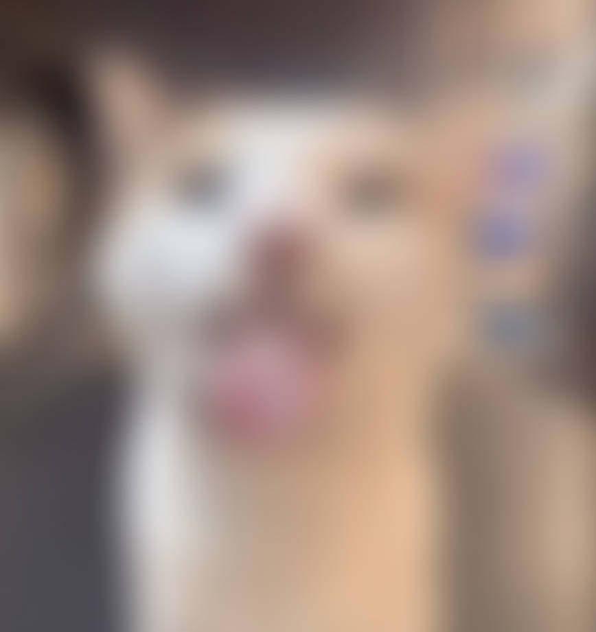 kawaii webp :3 by phoebephobe on DeviantArt