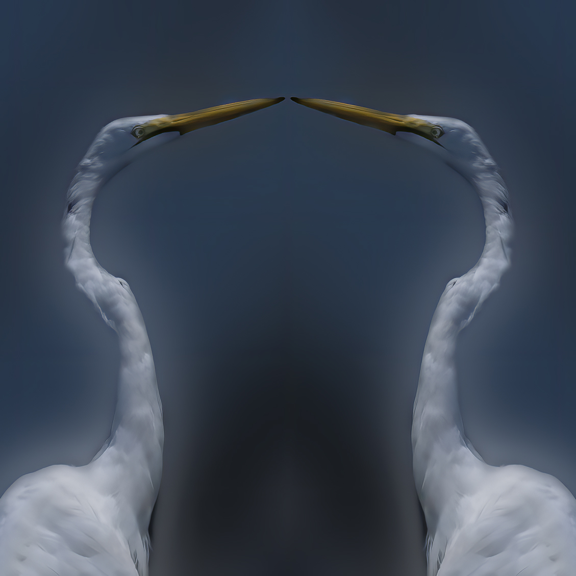 Beak to Beak by Markus43 on DeviantArt