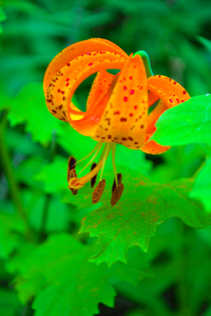 Drooping lily damuro by AJBolinger on DeviantArt