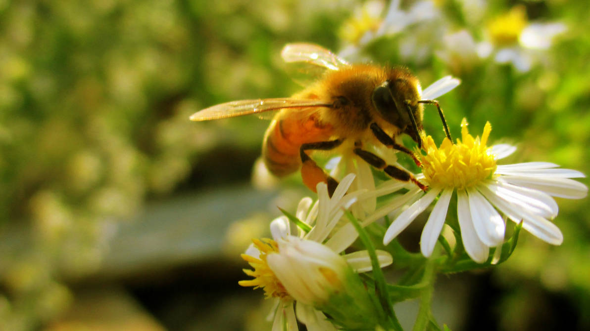 Bee Wallpaper by dakotaatokad on DeviantArt