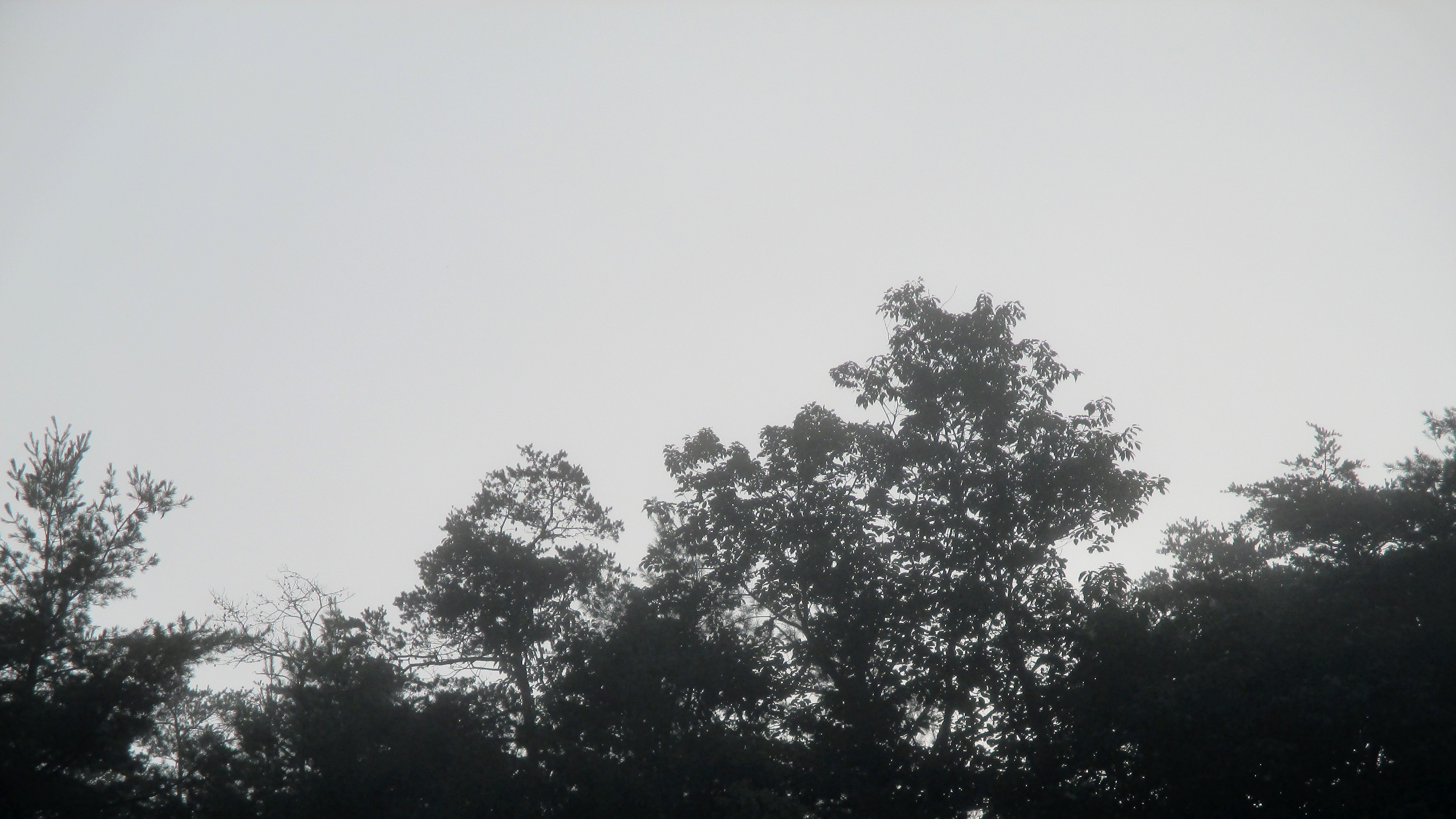 Grey Tree Silhouette by dakotaatokad on DeviantArt