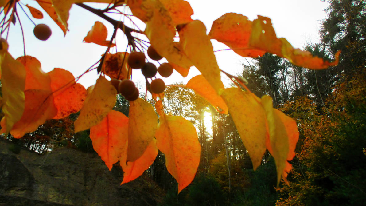 Autumn Sunset by dakotaatokad on DeviantArt