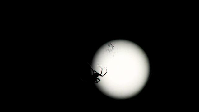 Halloween Web Weaver by FramedByNature on DeviantArt