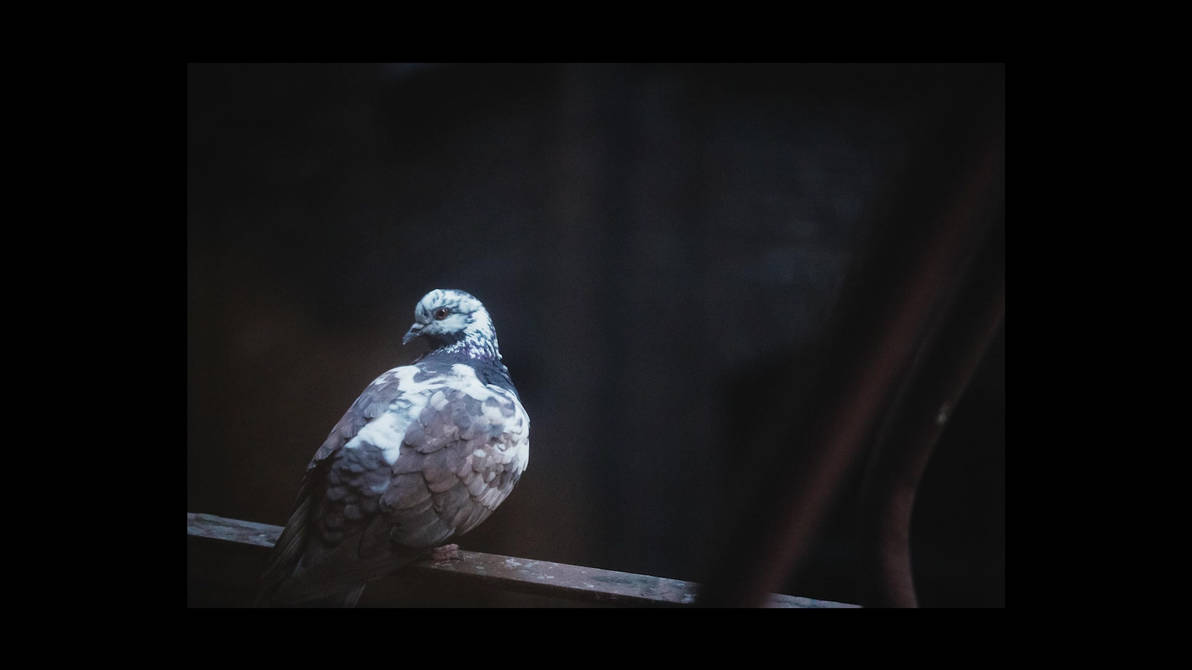 Mottled pigeon by cragc on DeviantArt