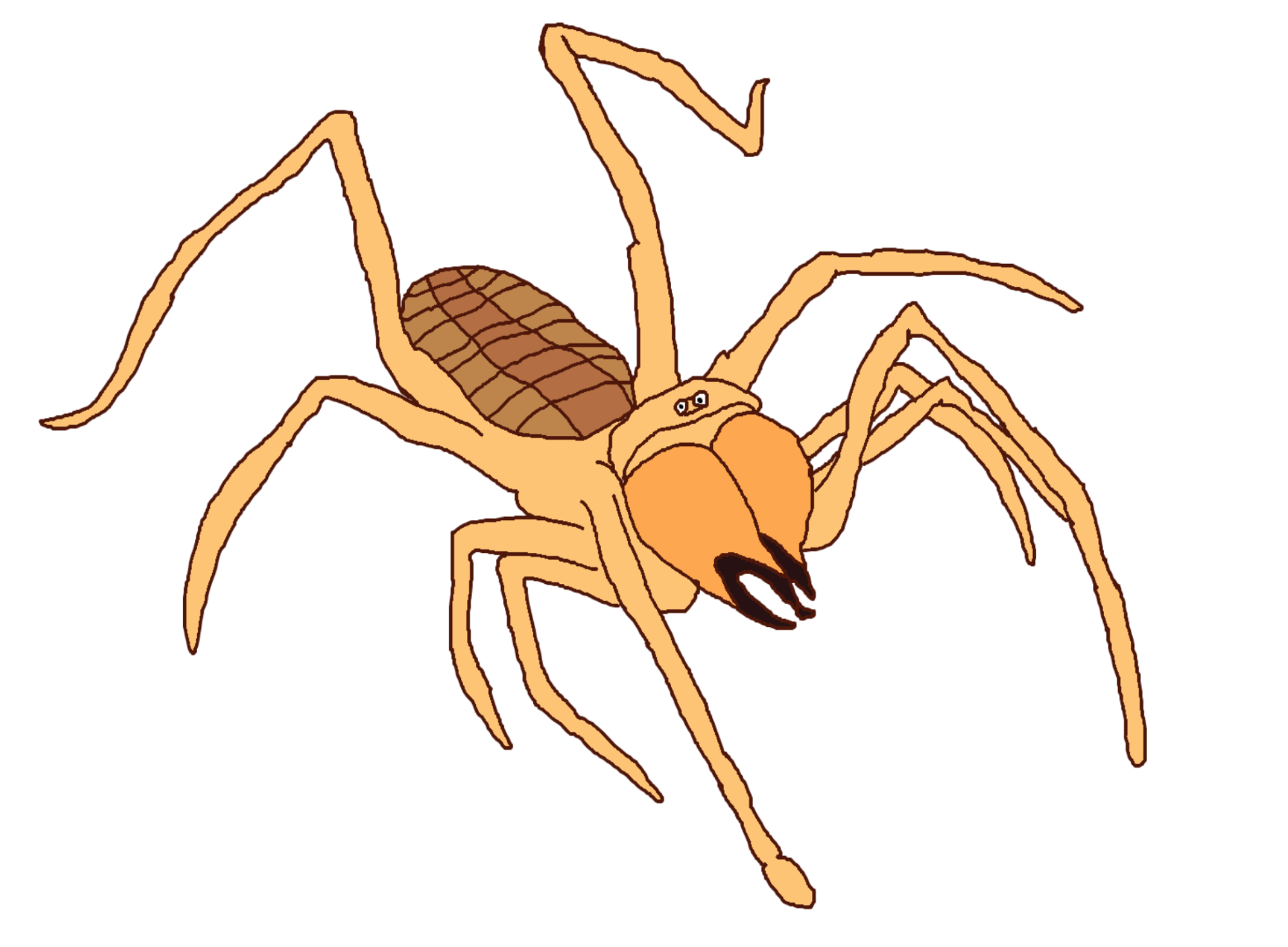 Solifugae by ChalkBugs on DeviantArt