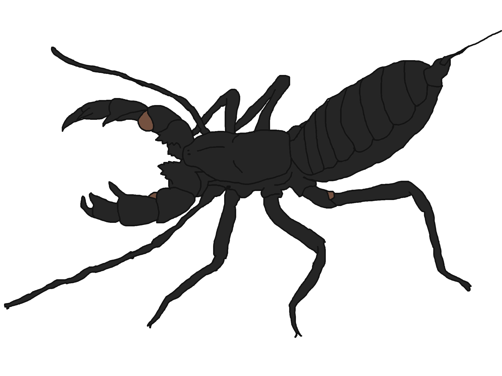 Vinegaroon by ChalkBugs on DeviantArt