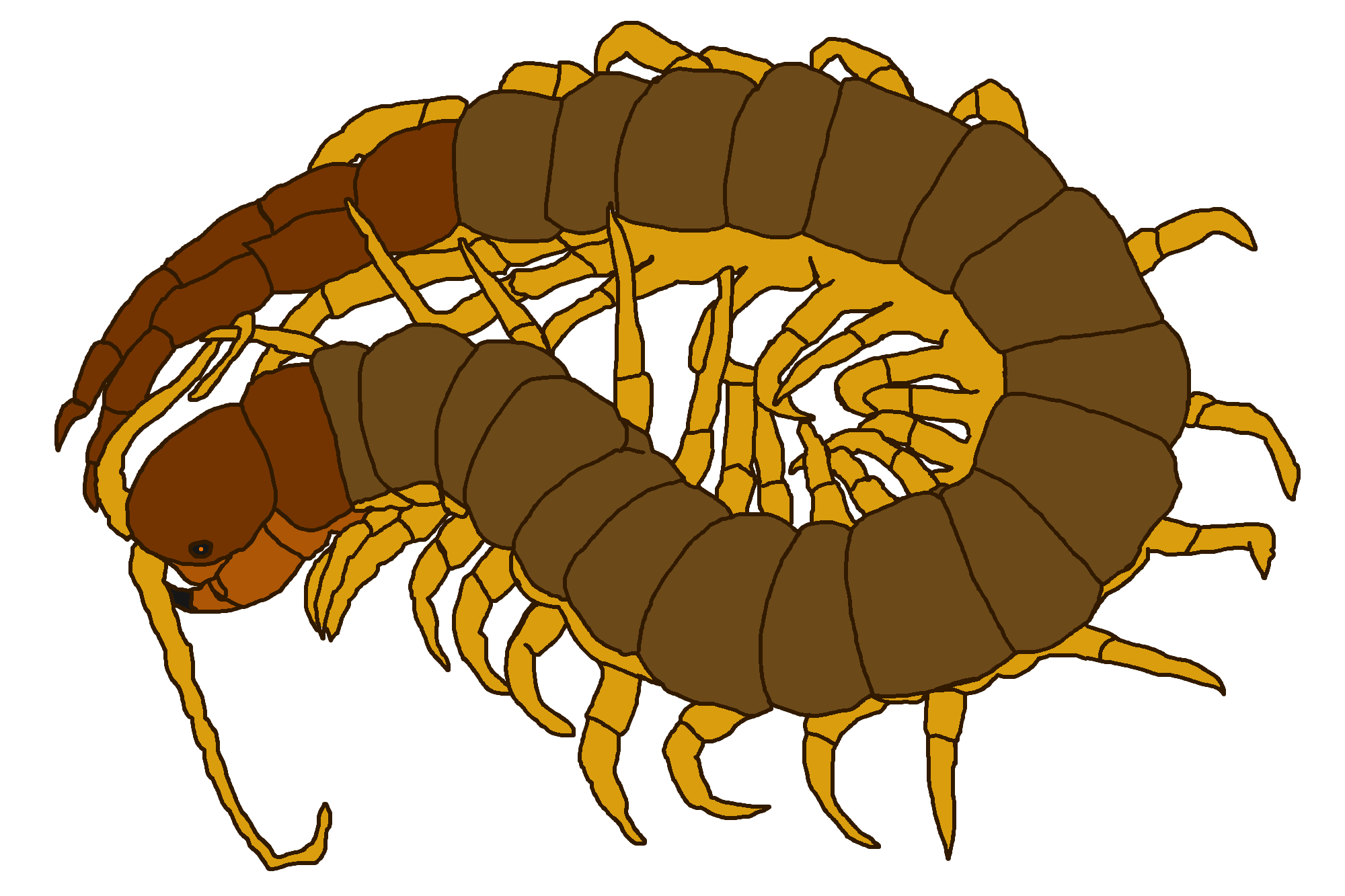 Okinawan Mukade by ChalkBugs on DeviantArt