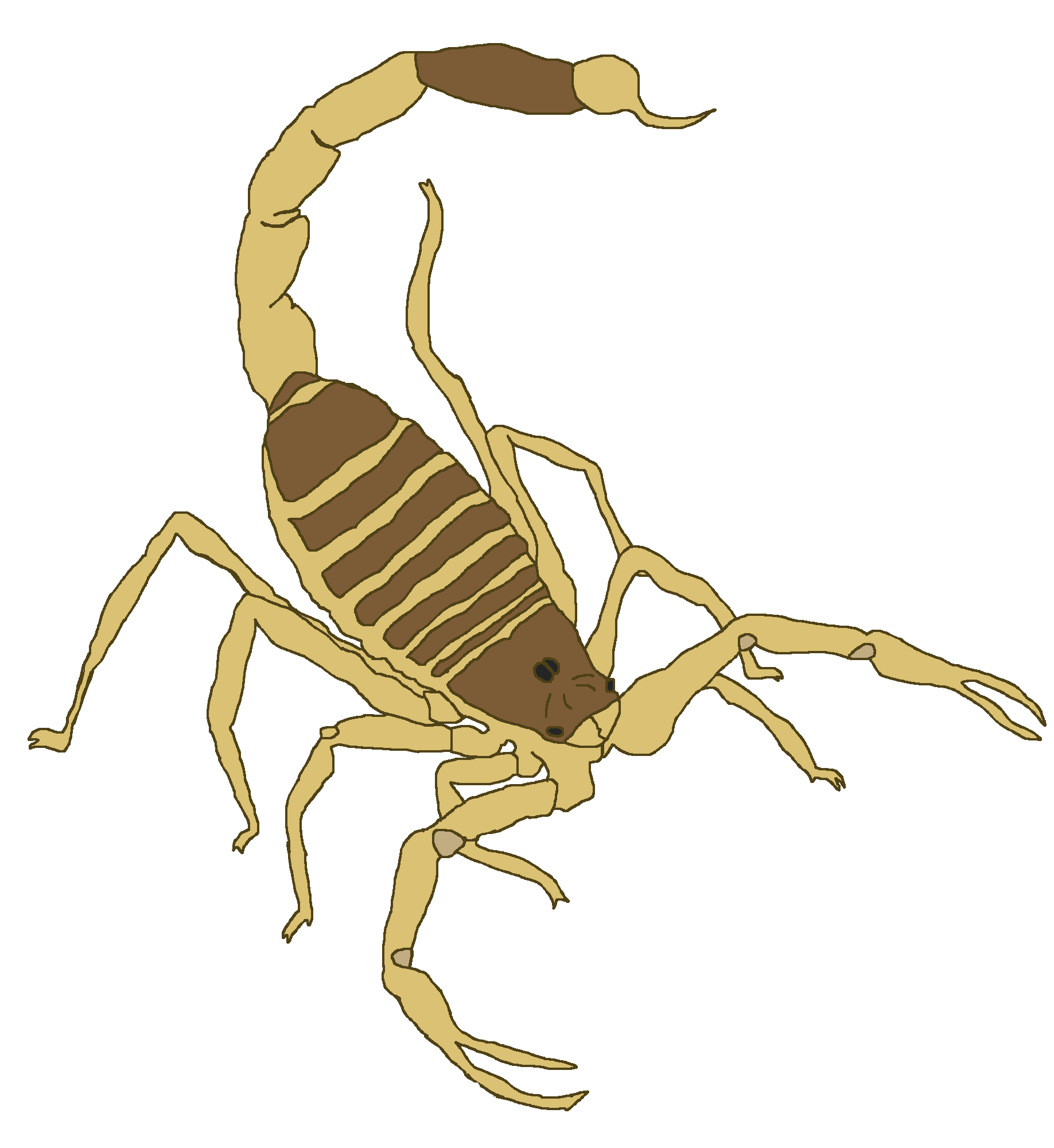 Palestine Deathstalker by ChalkBugs on DeviantArt